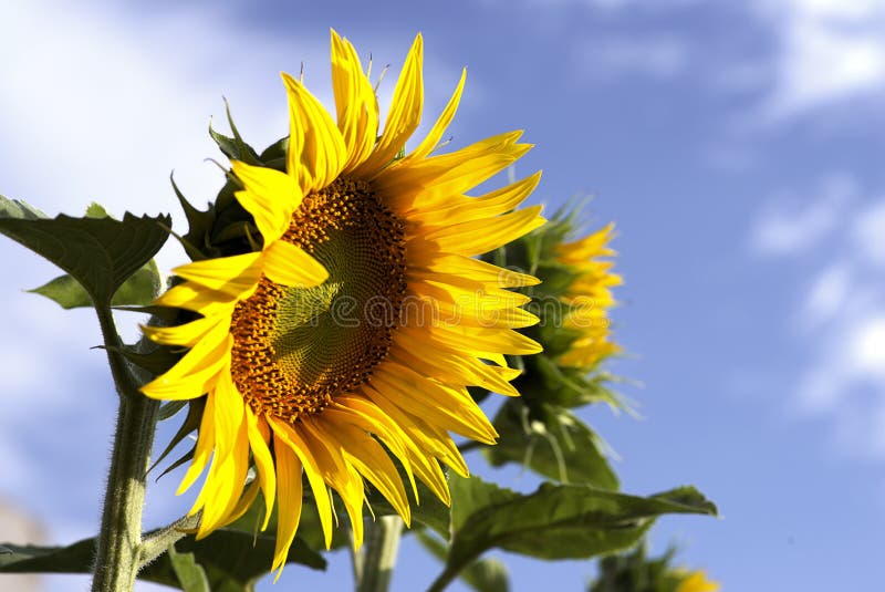 378 Sunflower Bottom Background Stock Photos - Free & Royalty-Free ...