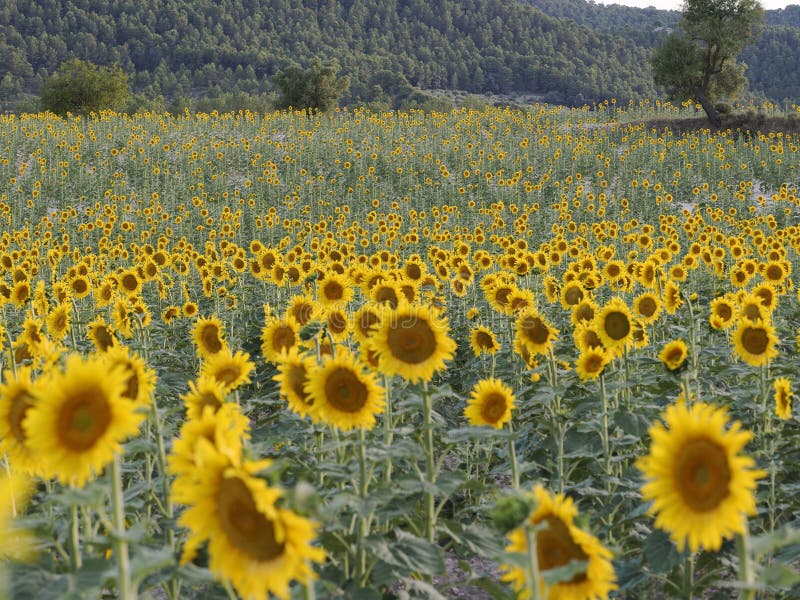 View of Sunflowers Field before the Tree-covered Slope - a Mixed Media ...