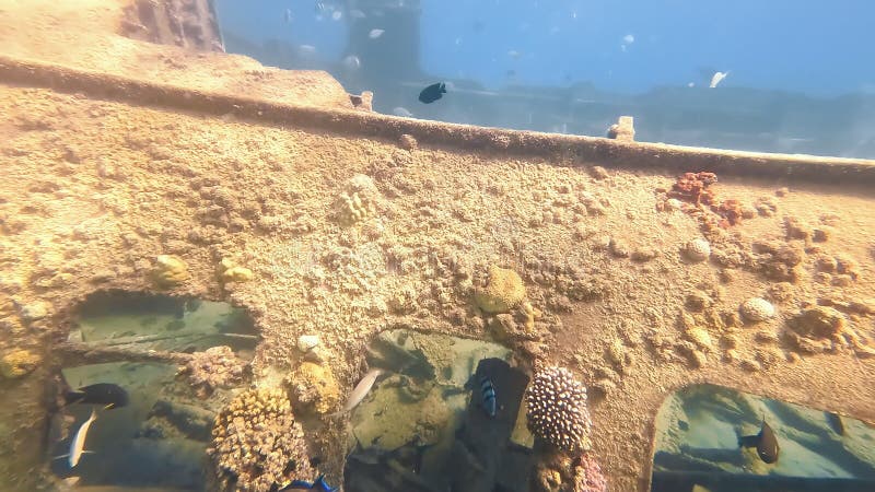 View of a Sunken Ship Underwater in Which Colorful Fish Live. Dynamic ...