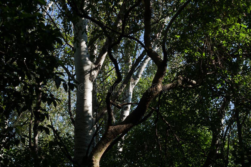 SUNLIGHT on INNER BRANCHES of a LARGE TREE Stock Photo - Image of ...