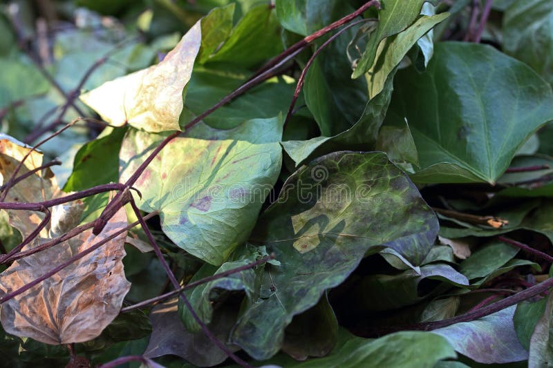 Deteriorating Ivy Leaf Clippings Stock Photos - Free & Royalty-Free ...