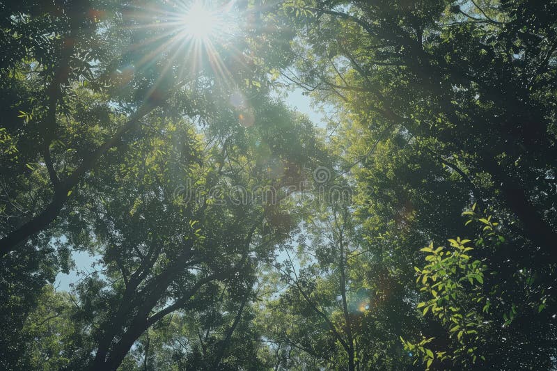 A View of Sunlight Filtering through the Dense Canopy of Trees in a ...