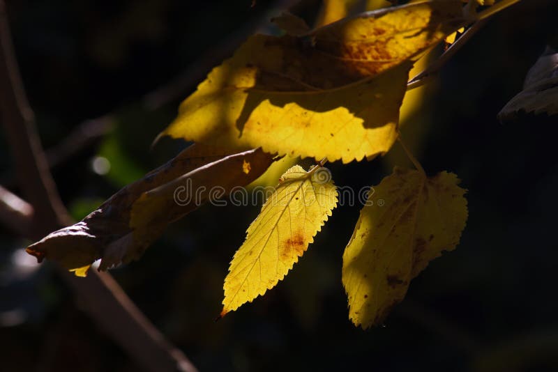 Sunlight on Yellow Mulberry Leaves Stock Photo - Image of sunlight ...