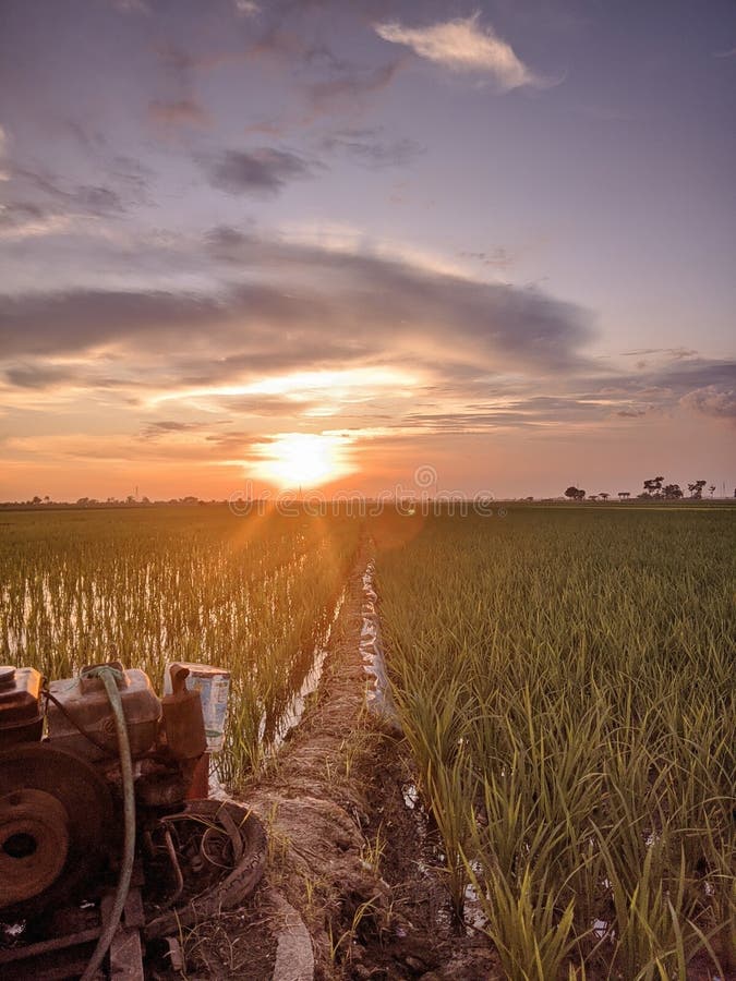 The View of the Sunset in the Afternoon in the Rice Fields Stock Image ...