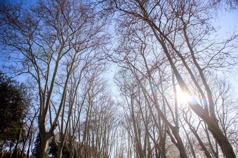 View of Sunset Light Beam between Bare Trees in the Forest in the Early ...