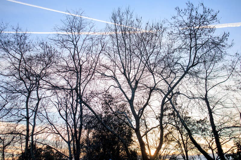 View of Sunset Light Beam between Bare Trees in the Forest in the Early ...