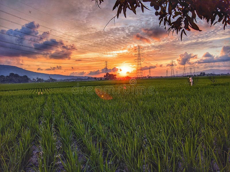 The View at Sunset in the Middle of Rural Rice Fields Stock Image ...