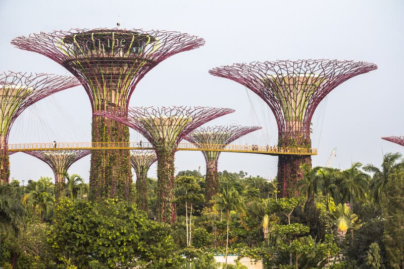 View on Super Trees in Singapore Stock Photo - Image of outdoors ...