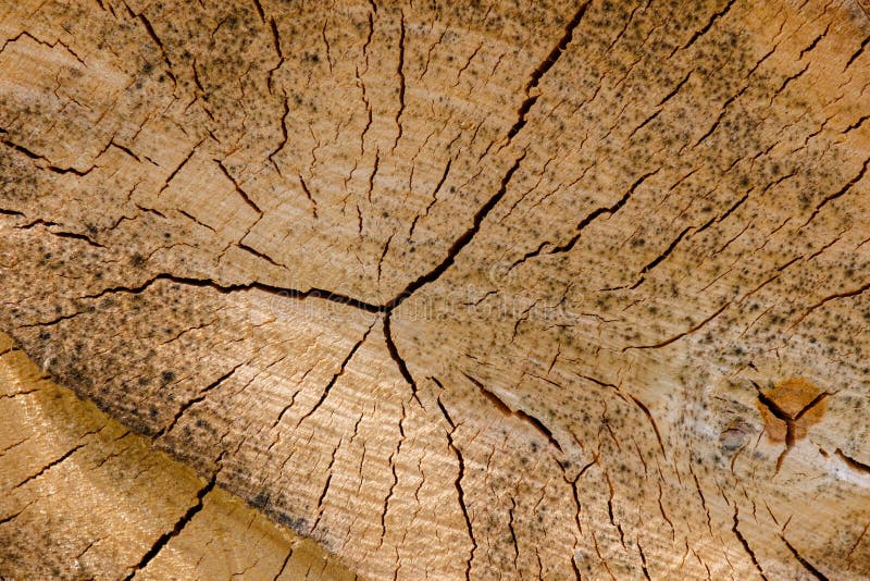View of the Surface of the End Face of a Birch Log Dotted with Cobwebs ...