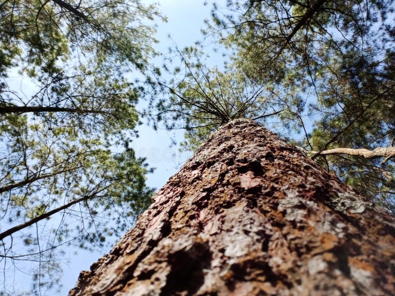 A View of the Surface of the Trunk and Tree Stock Image - Image of tree ...