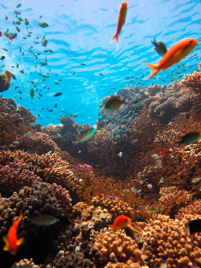 View of the Surface of the Water from the Five-meter Depth of a Coral ...