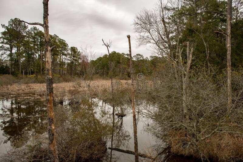 Jamestown Bog Stock Photos - Free & Royalty-Free Stock Photos from ...