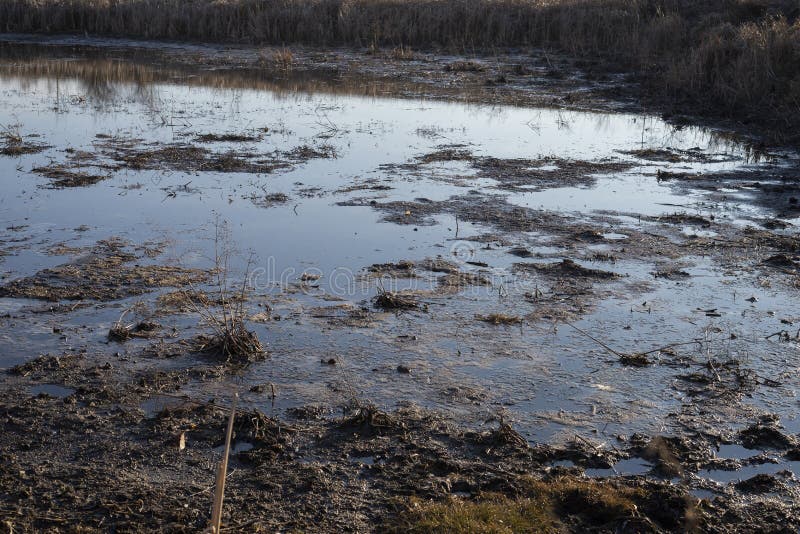 View of Swamp. Polluted River Stock Image - Image of land, environment ...