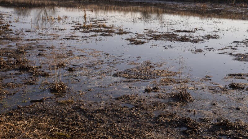 View of Swamp. Polluted River Stock Photo - Image of pollution ...