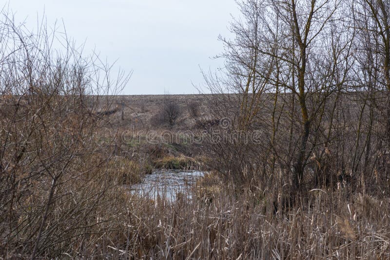 View of Swamp. Polluted River, Countryside Stock Image - Image of ...