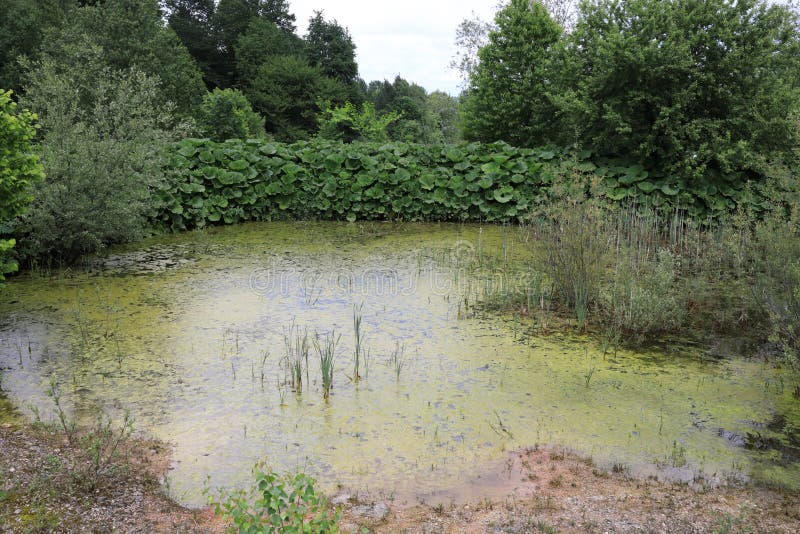 View of swamp in summer stock photo. Image of natural - 254871368
