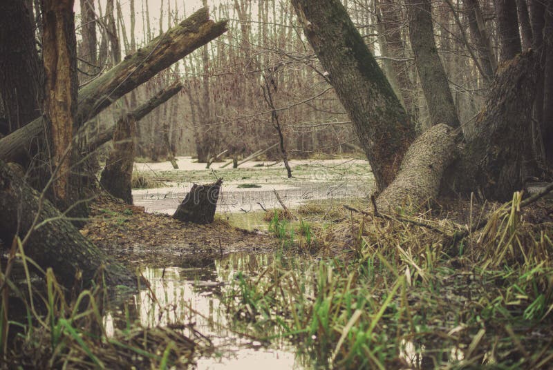 View of the Swamps Thicket in the Spring Forest Evening Landscape ...