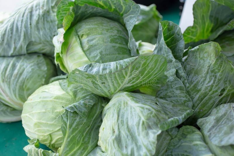 Cabbage at farmers market stock image. Image of grocery - 254818585