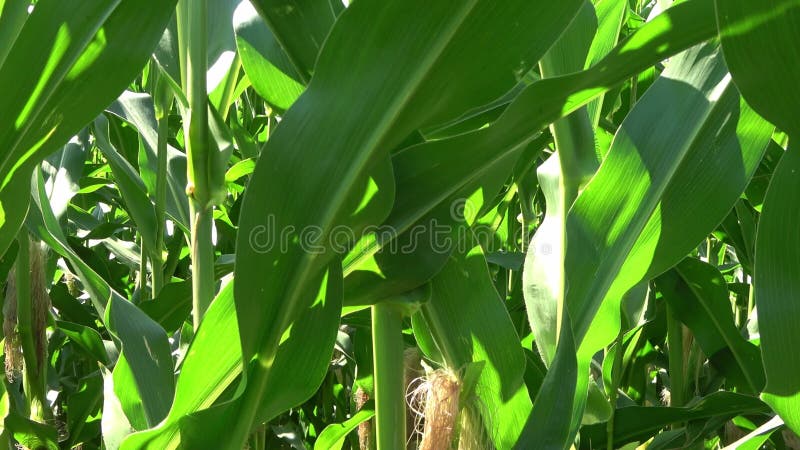 View of a Tall Field with Corn Plant in Sun and Clouds Stock Video ...