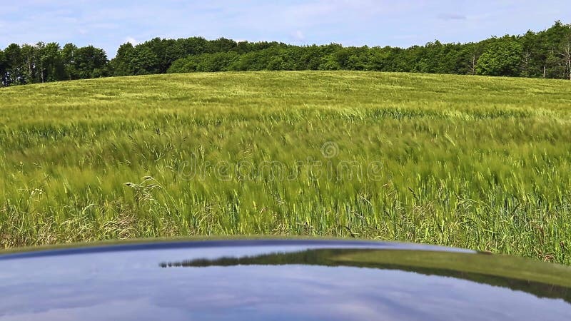 View of a Tall Field with Corn Plant in Sun and Clouds Stock Footage ...