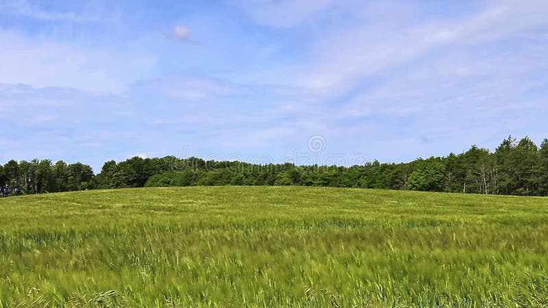 View of a Tall Field with Corn Plant in Sun and Clouds Stock Footage ...