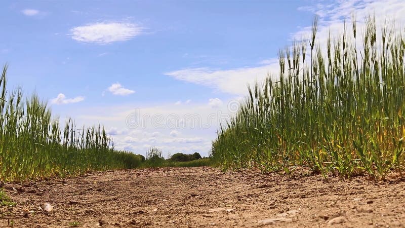 View of a Tall Field with Corn Plant in Sun and Clouds Stock Footage ...