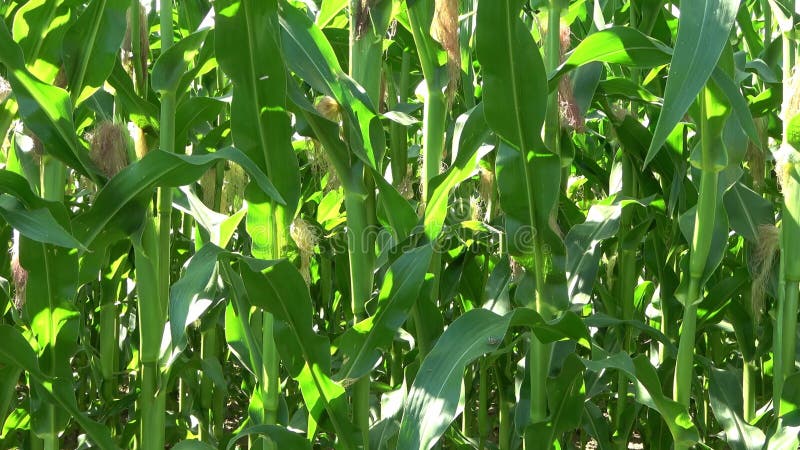 View of a Tall Field with Corn Plant in Sun and Clouds Stock Video ...