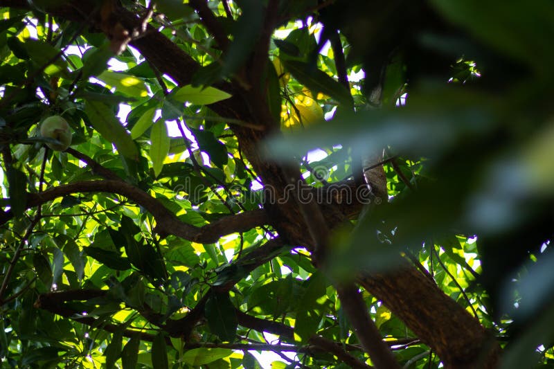 View of a Tall Mango Tree from Below Stock Photo - Image of tree, mango ...
