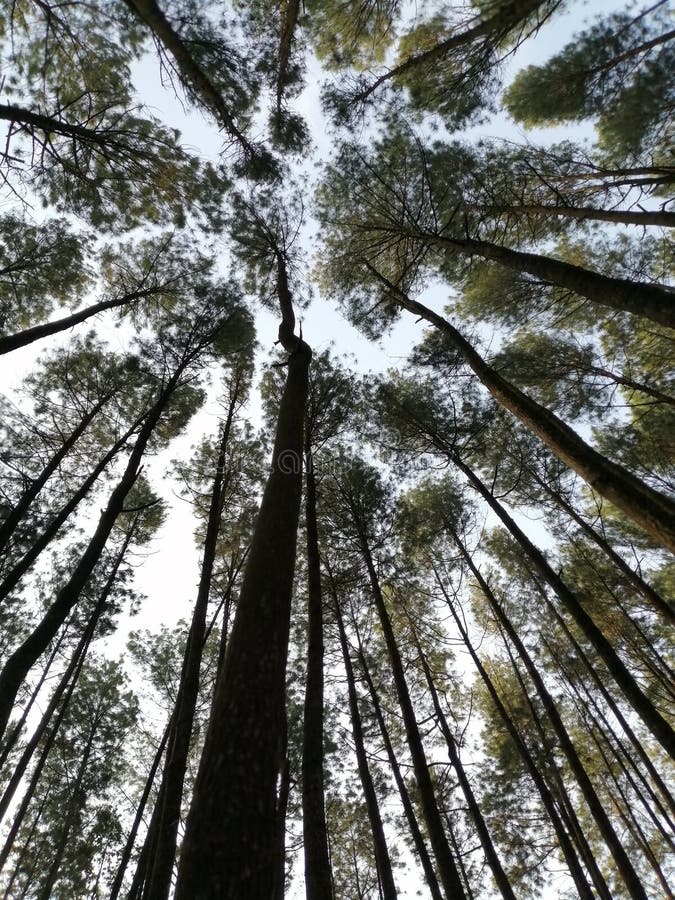 View of Tall Pinus Tree in Forest Stock Image - Image of view, tree ...
