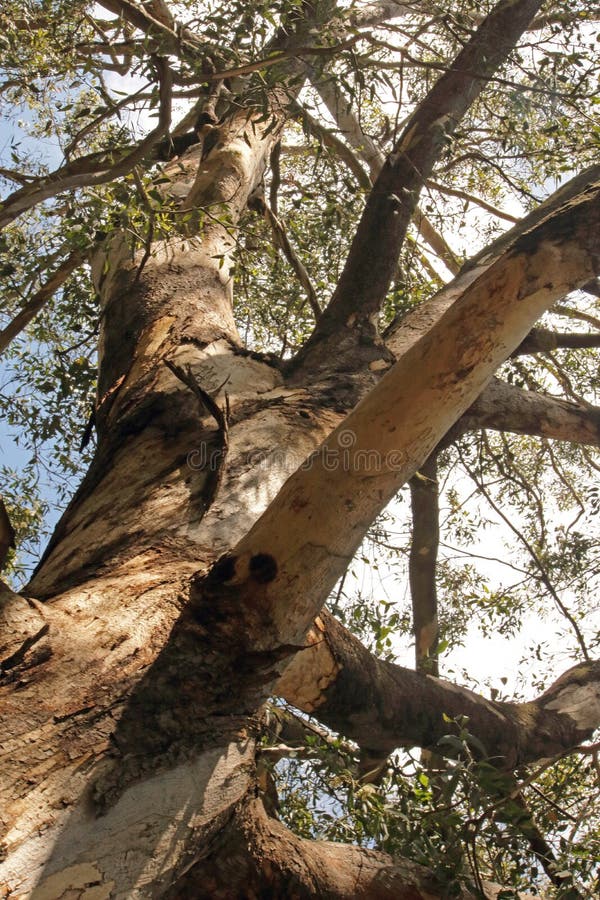 STRONG TREE with THICKSET BRANCHES Stock Photo - Image of branches ...