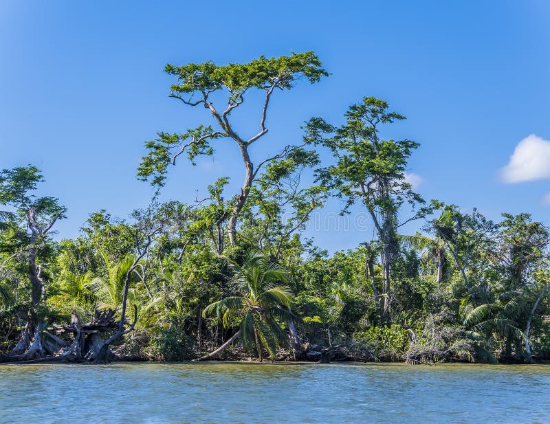 A View of Tall Trees on the Banks of the Belize River in Belize Stock ...