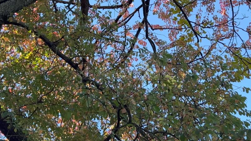 View of Tall Trees with Colorful Leaves during Autumn Stock Video ...