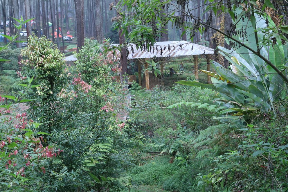 View of Tall Trees in a Cool Temperature Mountain Forest Stock Image ...