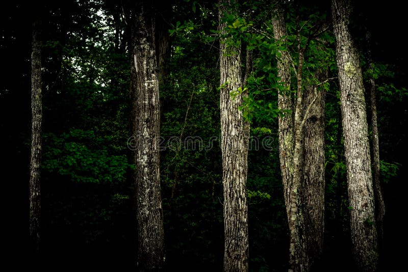 View of Tall Trees in a Forest, Creating a Nature Background Stock ...