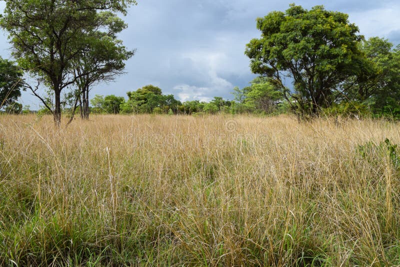Tall Grass in an African Savannah Stock Photo - Image of colour, view ... Tall Grass in an African Savannah Stock Photo - Image of colour, view ...