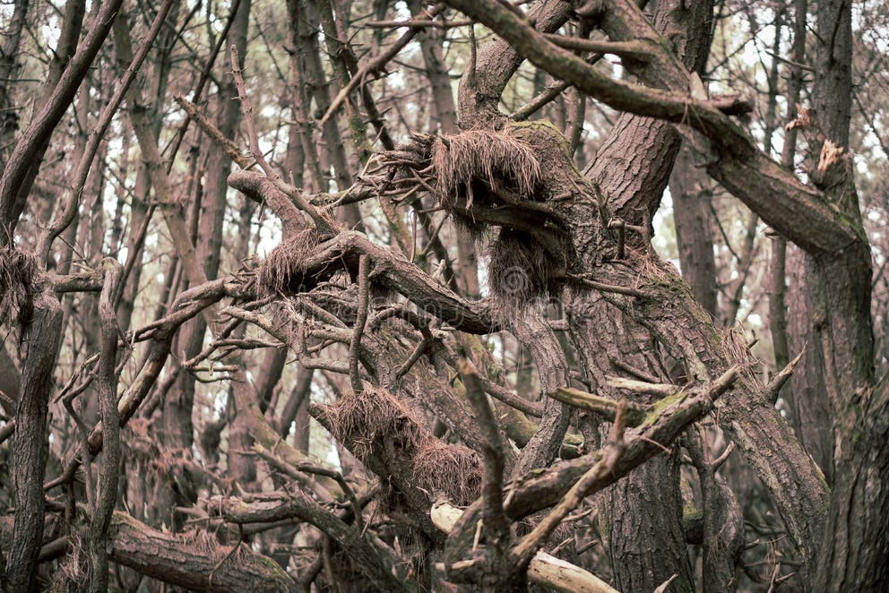 View of Tangled Dry Branches in a Forest during Sunrise Stock Photo ...