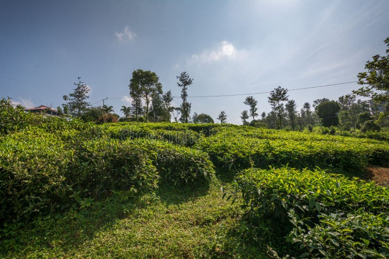 View of the Tea Estates Located at Munnar Stock Image - Image of crop ...