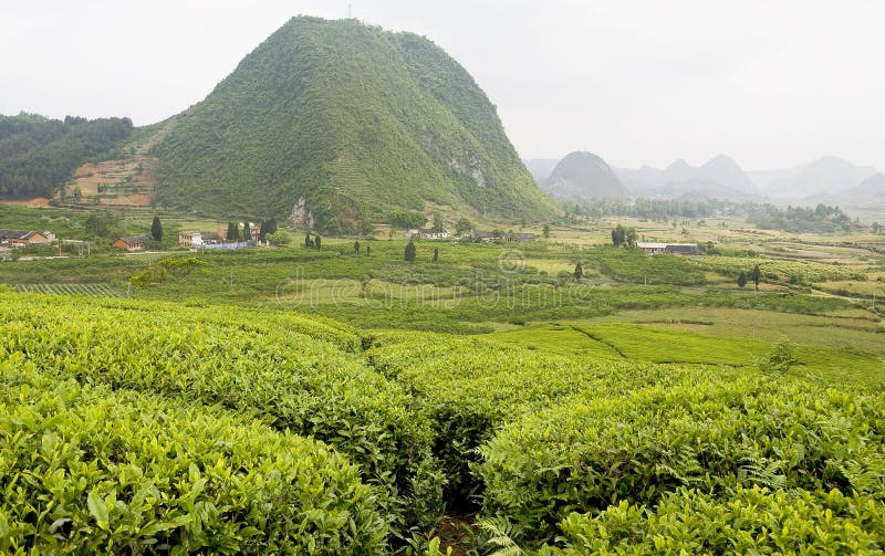 View of the tea fields stock photo. Image of house, plantation - 5068304