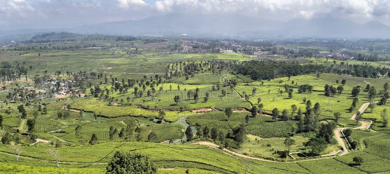 View of the Tea Garden in Pangalengan, West Java Stock Image - Image of ...