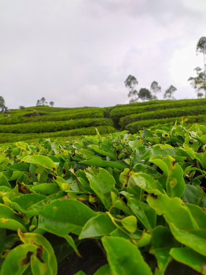 View of Tea Plantation in Bandung, Indonesia Stock Photo - Image of ...