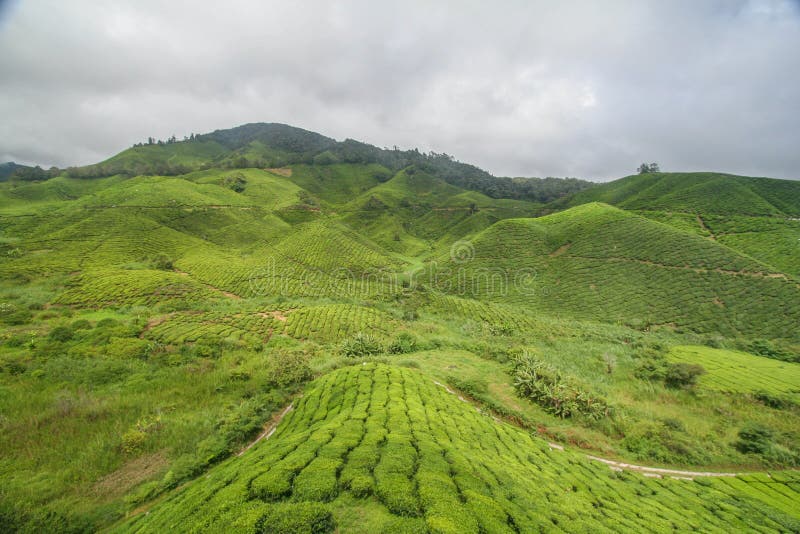 View of the Tea Plantation / Cameron Highlands / Landscape Stock Photo ...