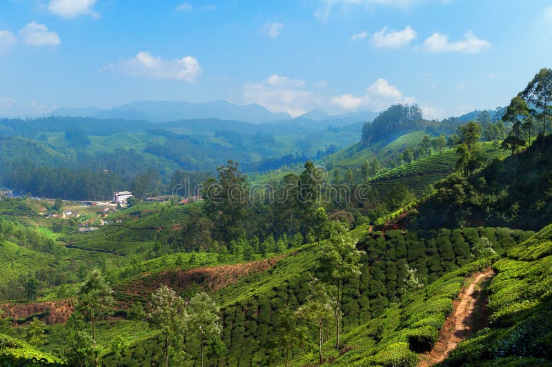 View of Tea Plantation Valley in Munnar Stock Image - Image of travel ...