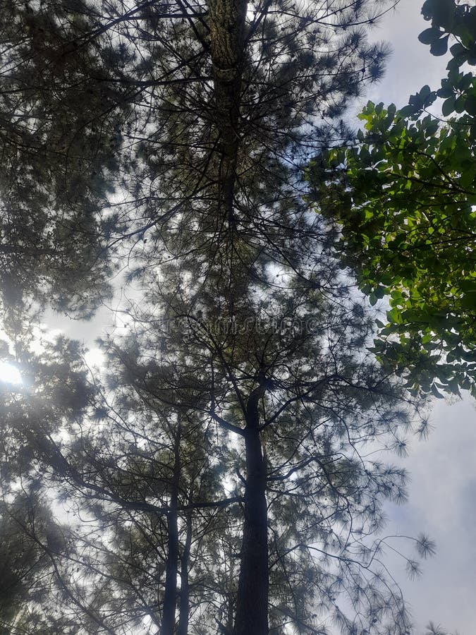 View of the teak forest stock image. Image of forest - 281199441