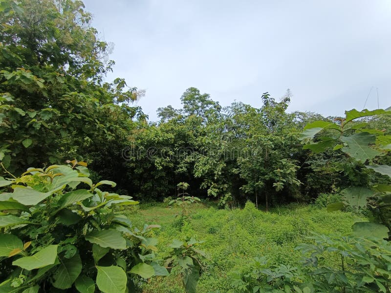 View of Teak Forest with Blue Sky Stock Photo - Image of wood, blue ...