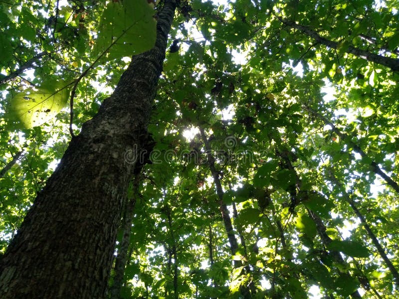 View of the Teak Forest in Indonesia with Tall, Large Trees and Green ...