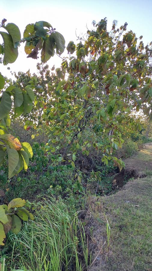 View of Teak Tree Forest in the Afternoon, Tropical Rural Area of ...