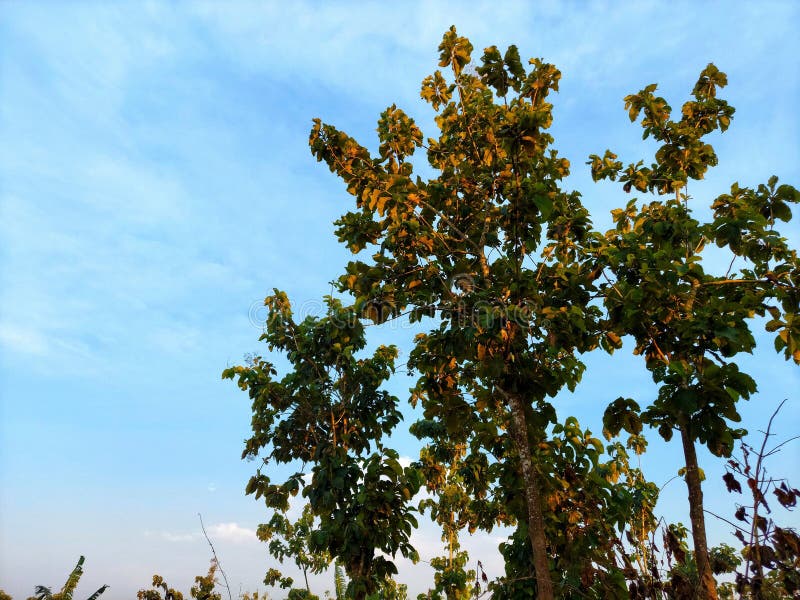View of Teak Trees in the Forest in the Evening Stock Photo - Image of ...