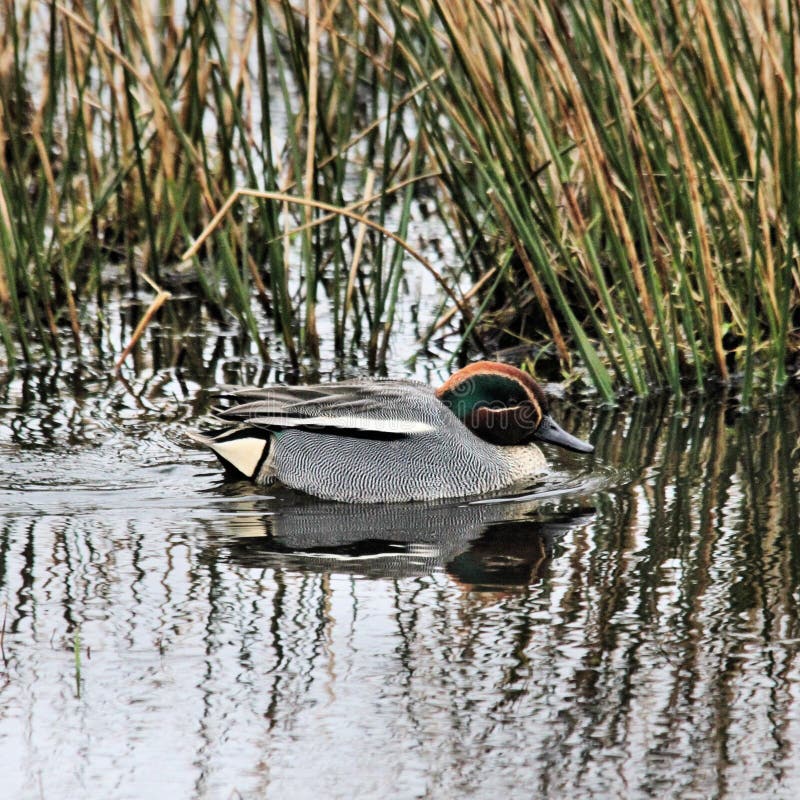 A view of a Teal Duck stock image. Image of rosybill - 159904761