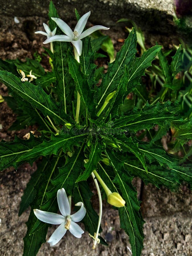 View of Teardrop Tree Flowers Stock Photo - Image of tree, white: 378178648