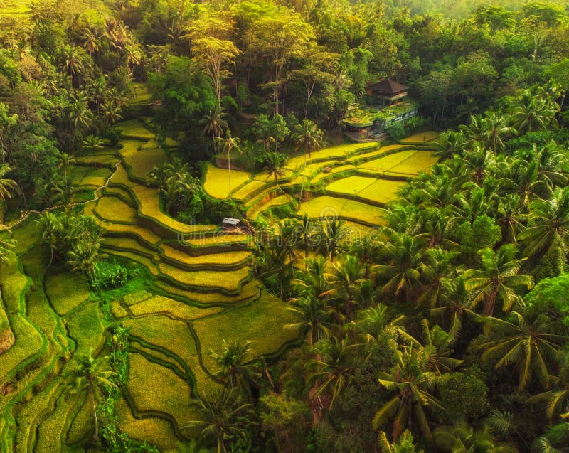View of Tegalalang Rice Terrace, Bali Stock Photo - Image of rice ...